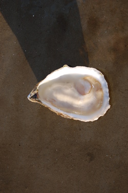 3 Best Oysters on Cape Cod - Robert Paul Properties