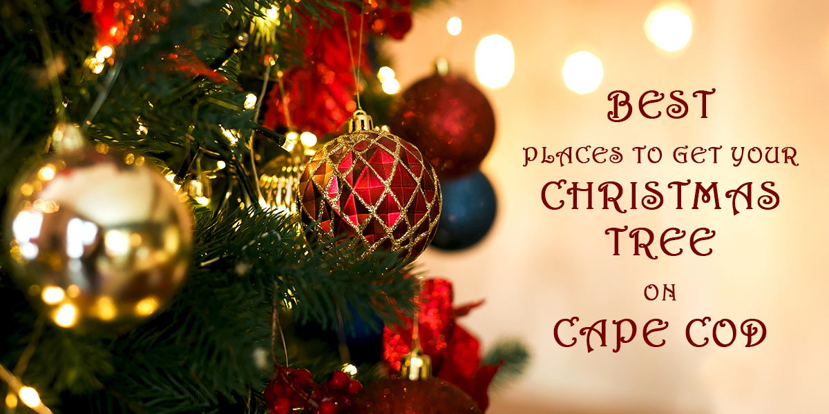 Favorite Spots for Christmas Trees on Cape Cod - Robert Paul Properties