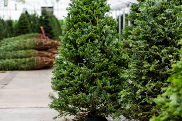 Favorite Spots for Christmas Trees on Cape Cod - Robert Paul Properties ...