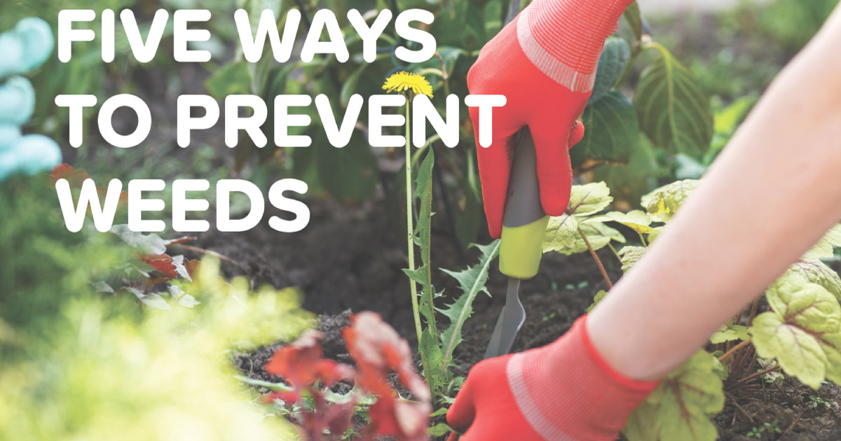 Five Ways to Prevent Weeds - Robert Paul Properties Blog