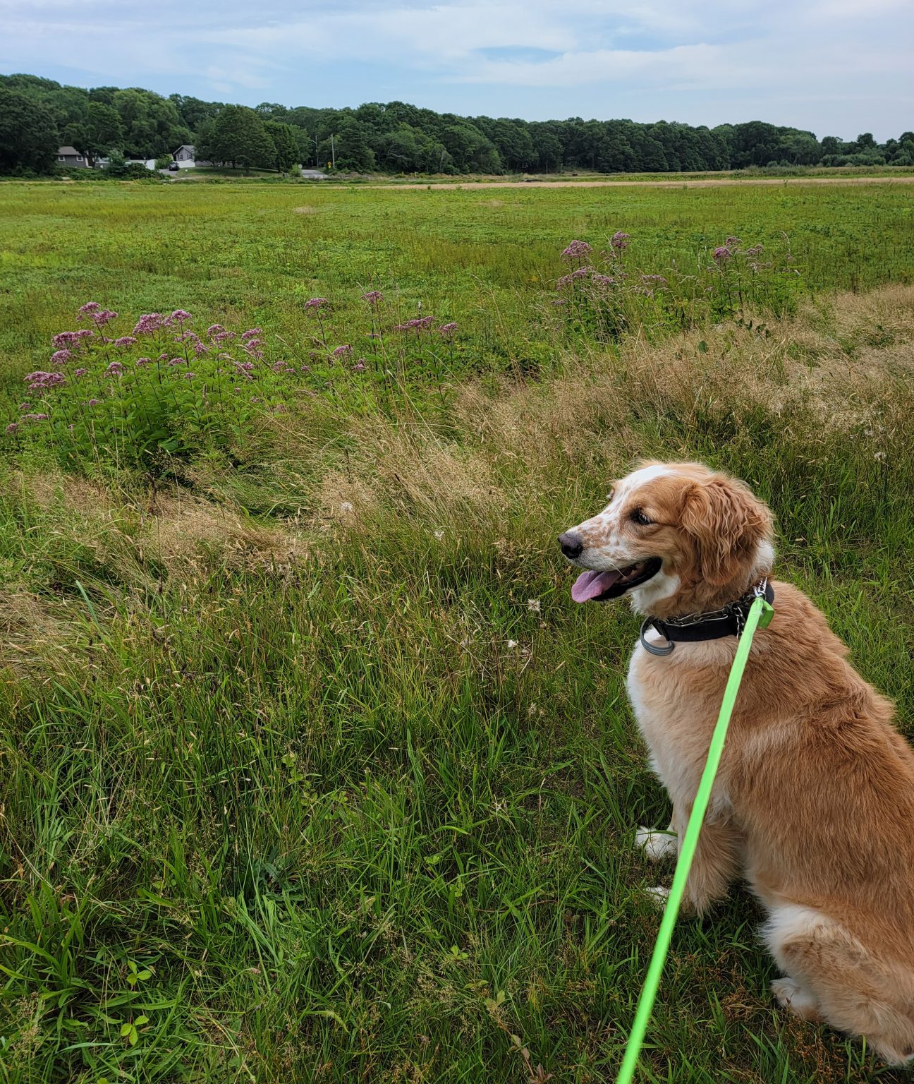 National Dog Month - Our Dog Friends - Robert Paul Properties Blog